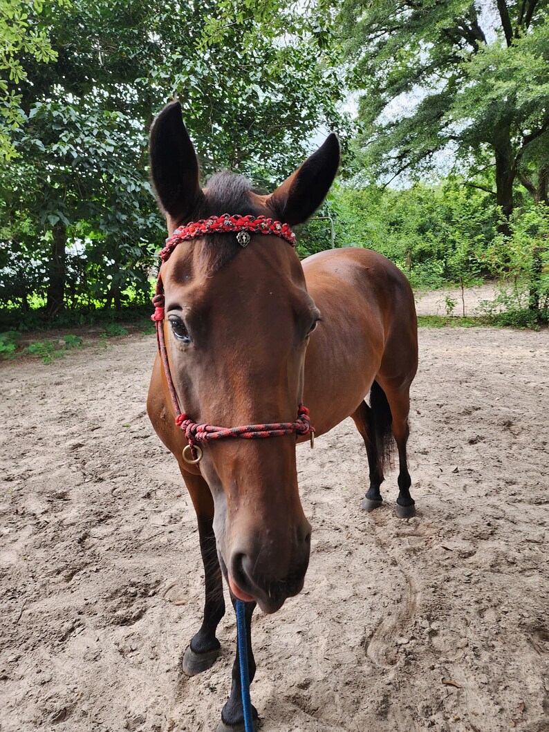 Sidepull Bitless Halter Horse Tack: Sliding Ring Rope Hackamore and ...
