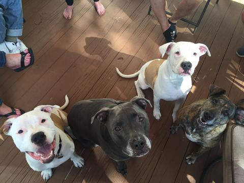 Wooden Rocking Dog // Il Cane // Handmade Artisan Rocking Dog - Etsy