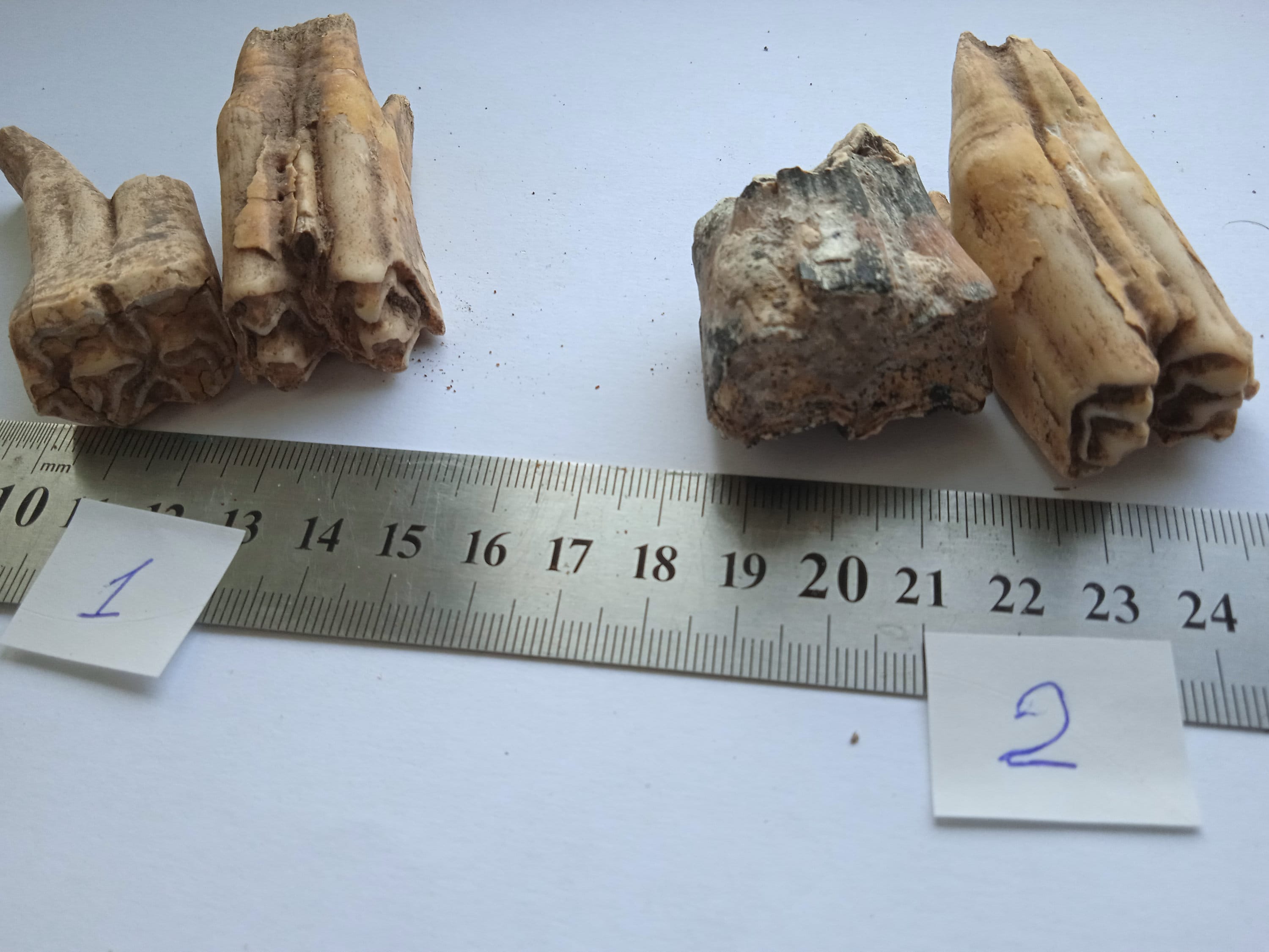 Fossil Horse Teeth Fossilized Bones of Prehistoric Animals Decor Window ...