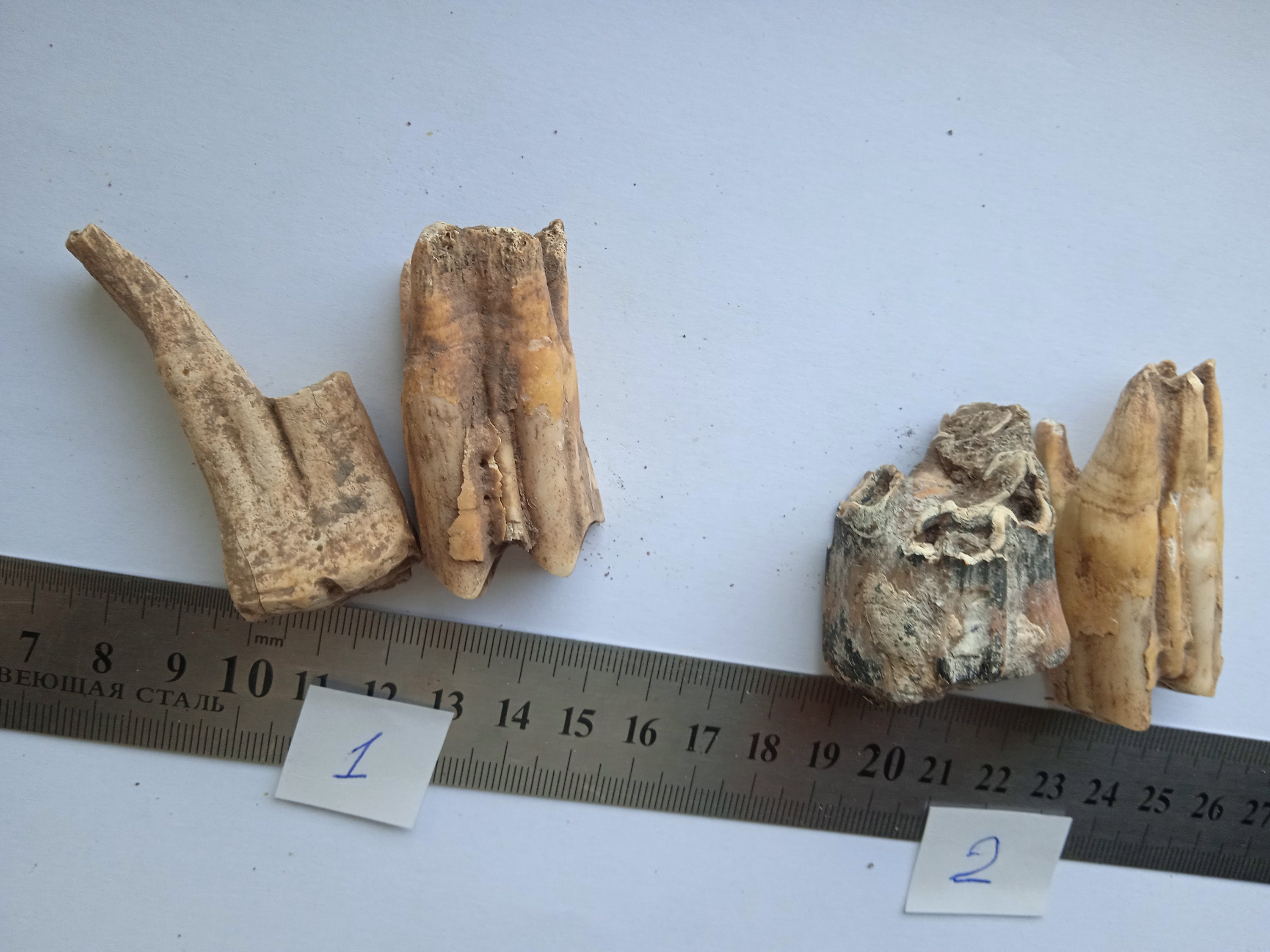 Fossil Horse Teeth Fossilized Bones of Prehistoric Animals Decor Window ...