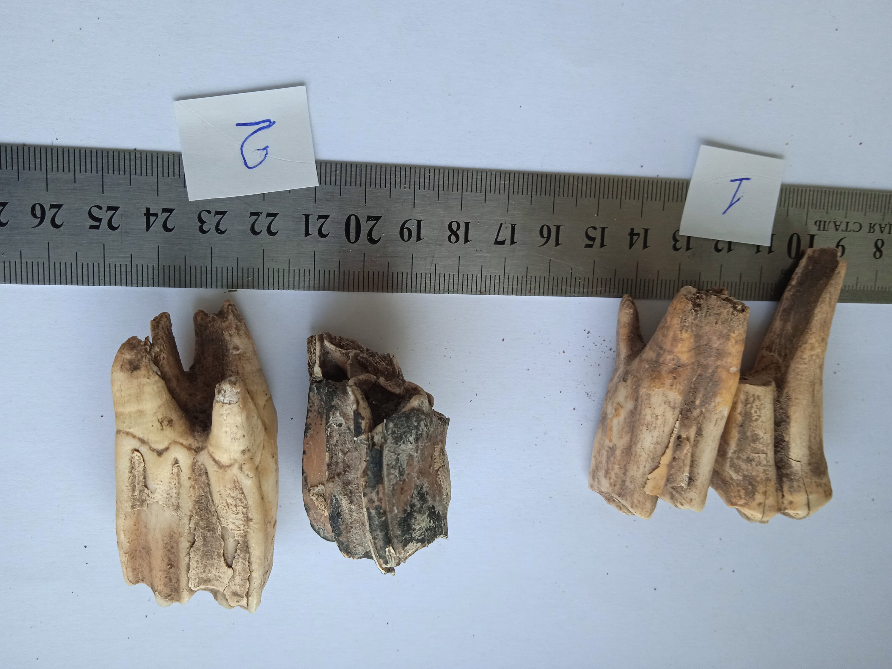 Fossil Horse Teeth Fossilized Bones of Prehistoric Animals Decor Window ...