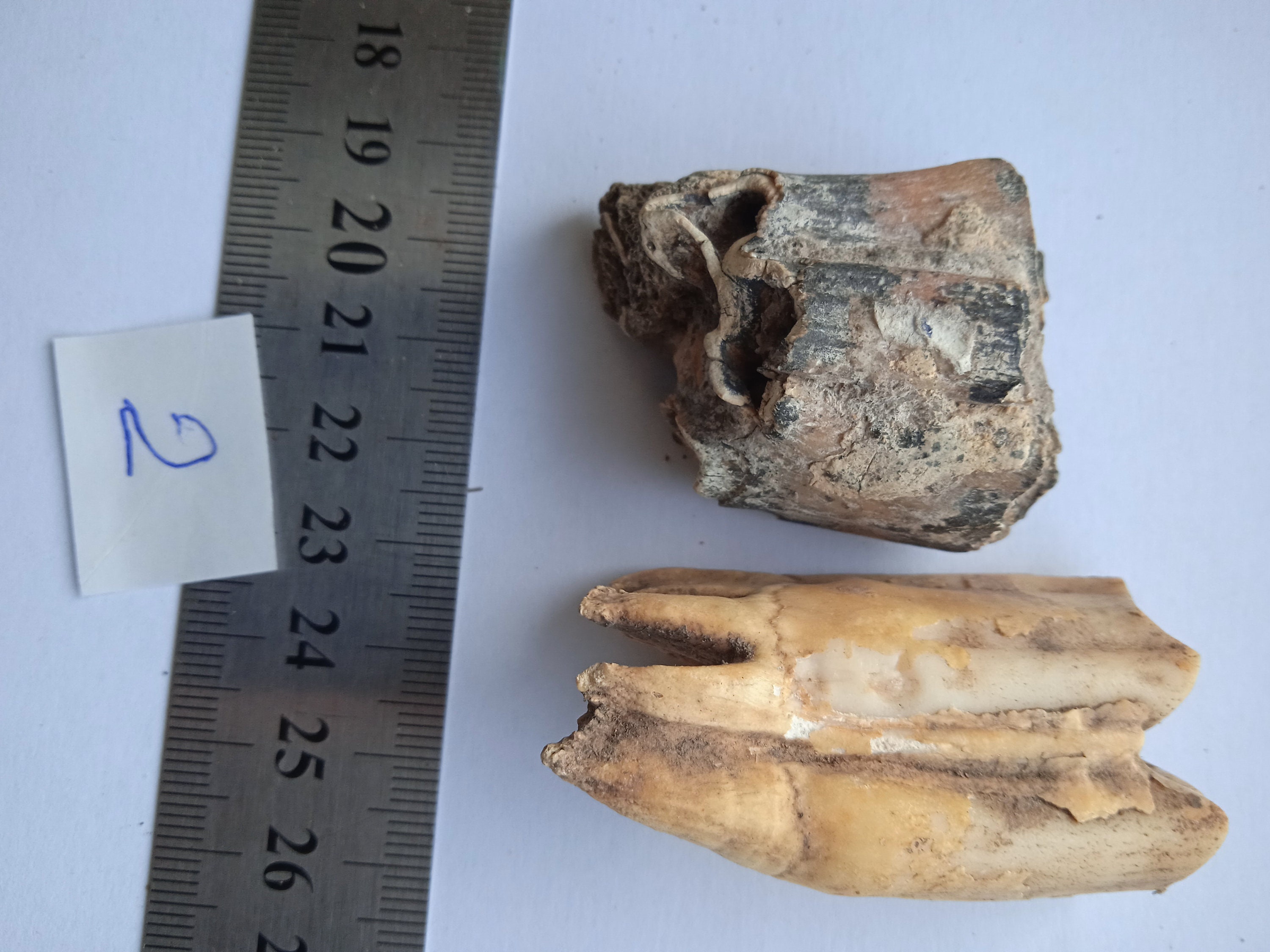 Fossil Horse Teeth Fossilized Bones of Prehistoric Animals Decor Window ...