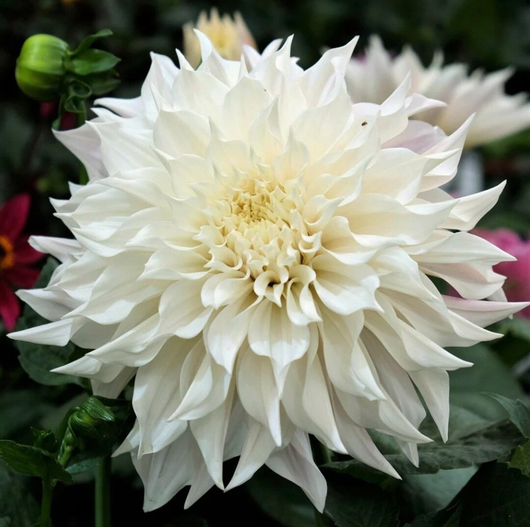 White Perfection Dahlia Tuber (pre-order Spring 2025) - Etsy
