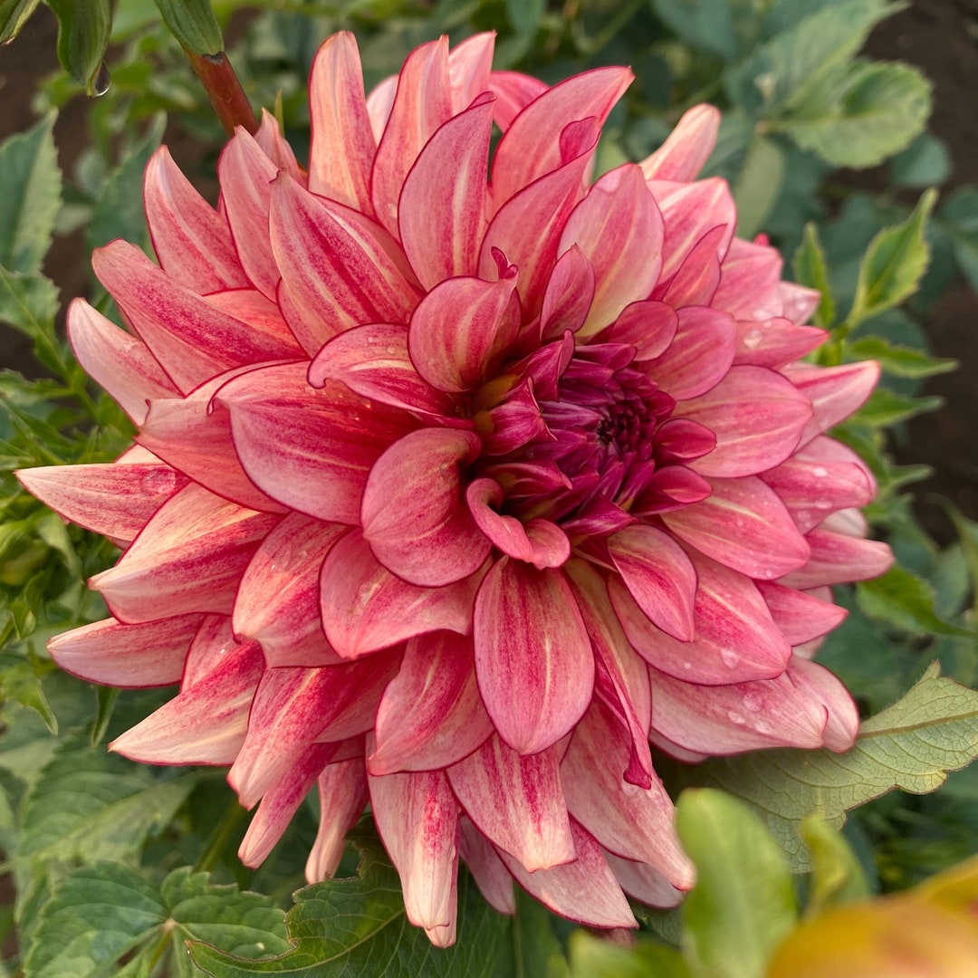 N-force Dahlia Tuber (ships Spring 2026) - Etsy Canada