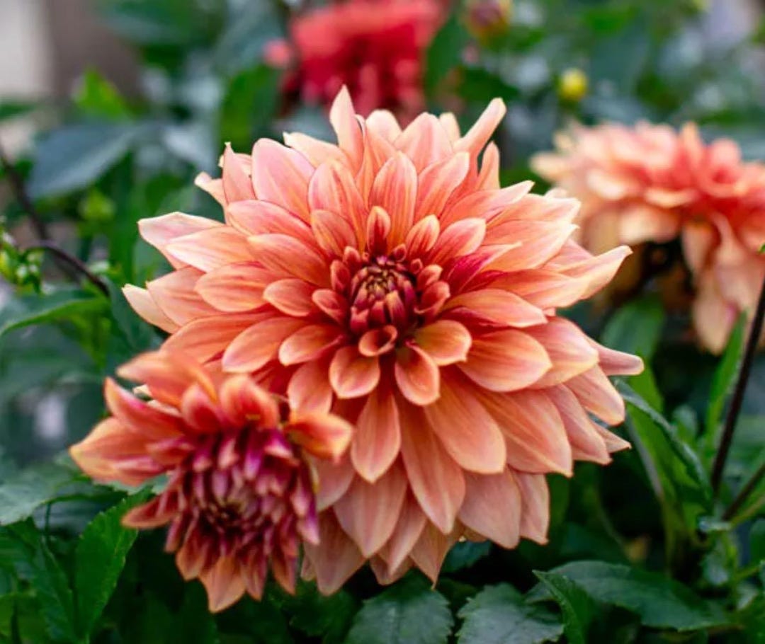 Miss Brandy Dahlia Tuber (ships Spring 2026) - Etsy