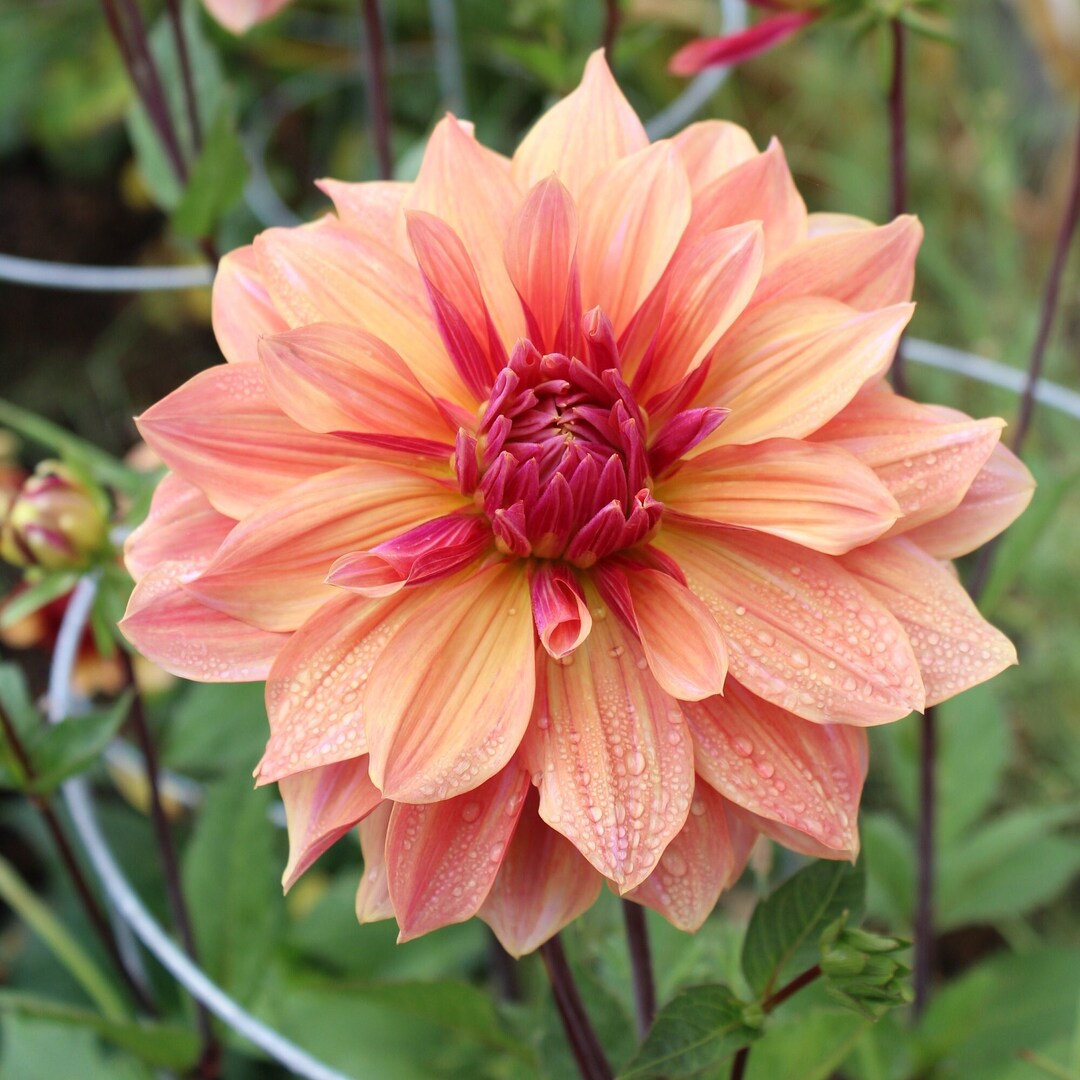 Andy’s Legacy Dahlia Tuber (ships Spring 2026) - Etsy