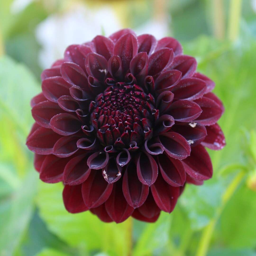 Lights Out Dahlia pre-order Spring 2024 - Etsy