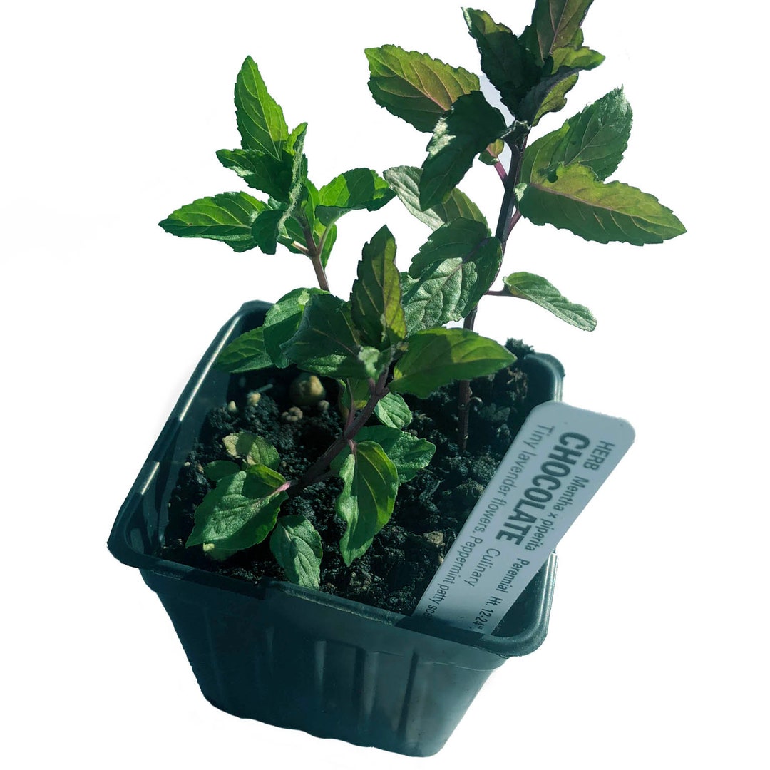 Organic Chocolate Mint Plant (mentha X Piperita F. Citrata 'chocolate ...