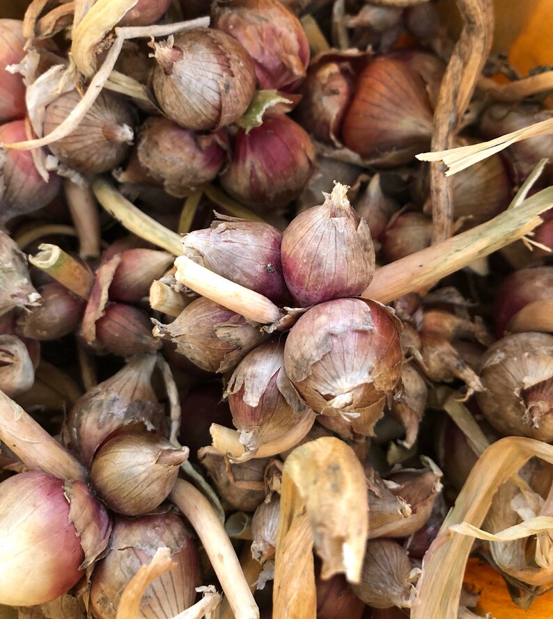 Egyptian Walking Onion Allium X Wakegi Bulbils - Etsy