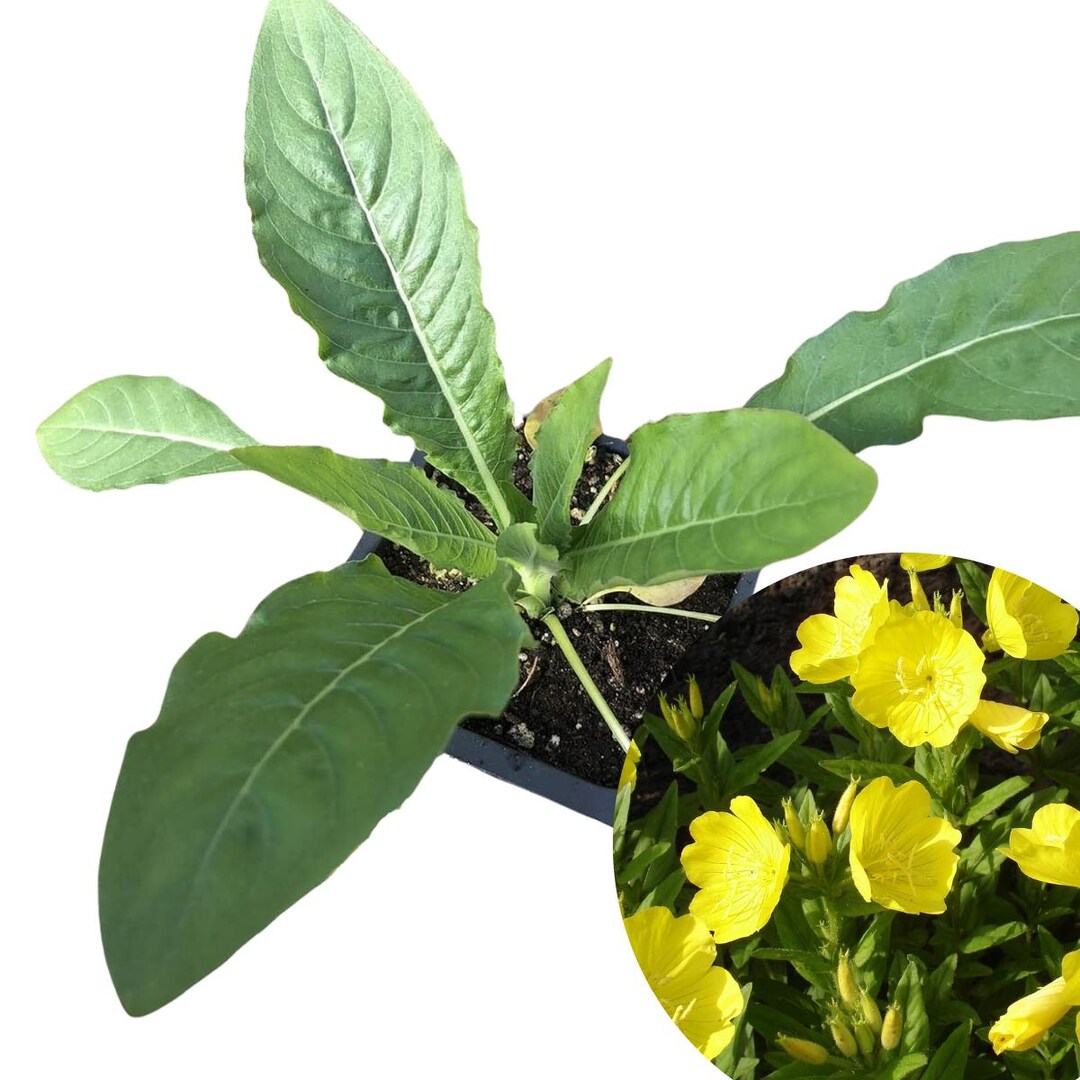 Organic Evening Primrose Plant (oenothera Biennis) in 2.5-inch Pot by ...