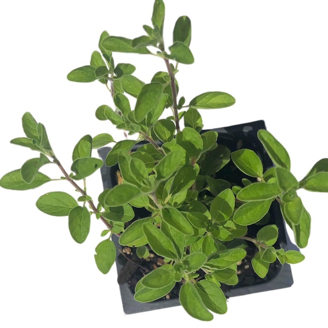 Organic Marjoram (origanum Majorana) Plant in 2.5-inch Pot by Smoke ...