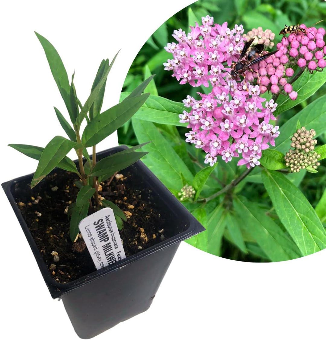 Organic Swamp Milkweed (asclepias Incarnata) in 2.5-inch Pot by Smoke ...