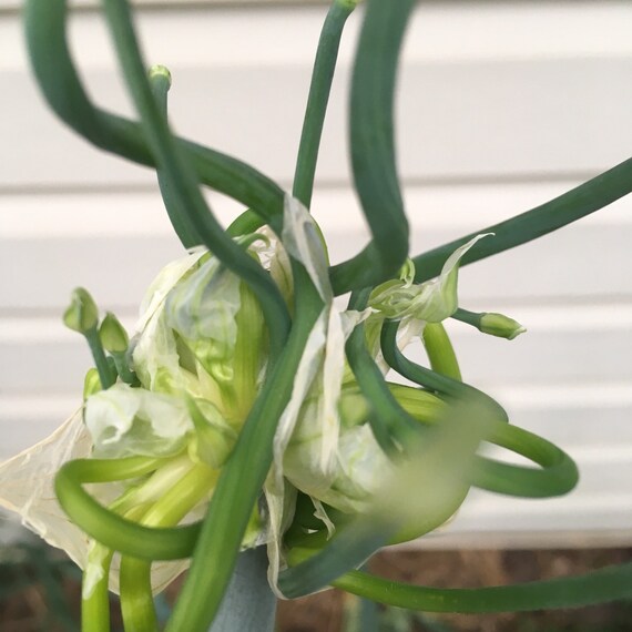 Egyptian Walking Onion Allium X Wakegi Bulbils - Etsy