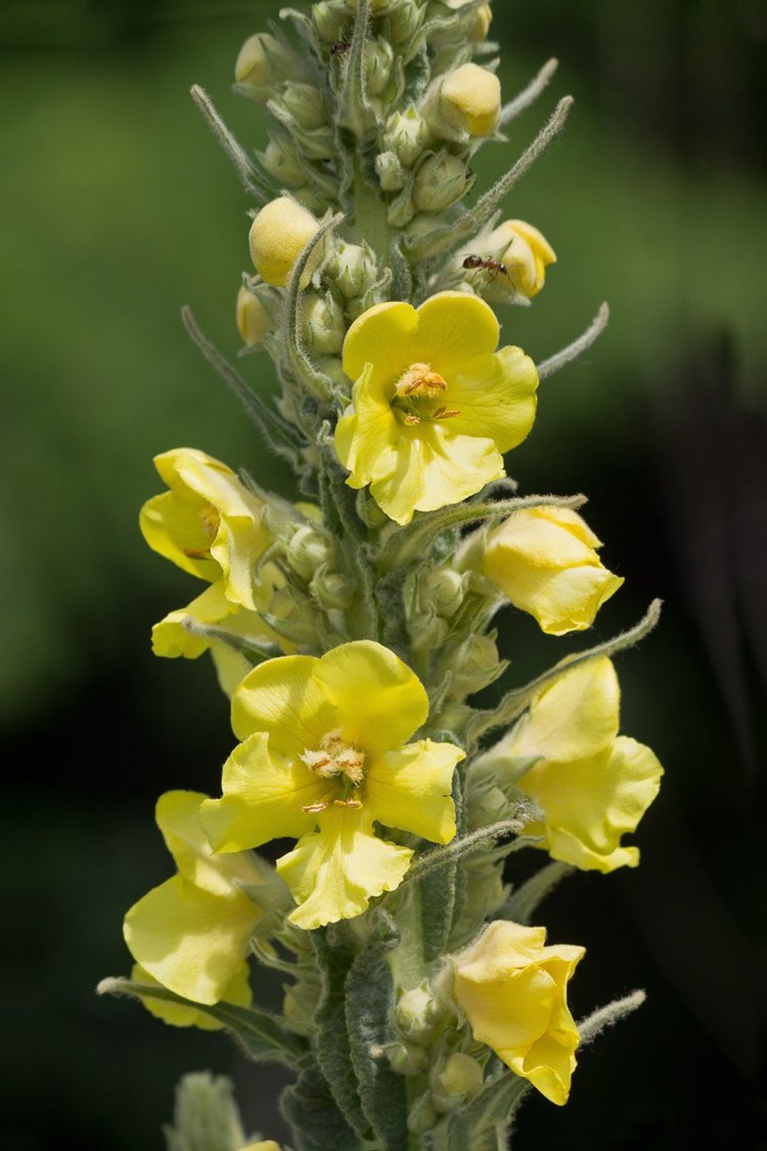 Organic Common Mullein Seeds (verbascum Thapsus) 500 Seeds (0.5 Grams ...