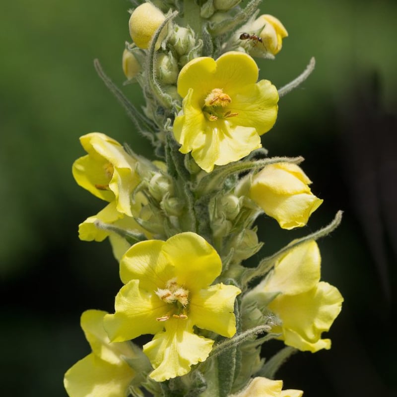 Mullein Plant - Etsy