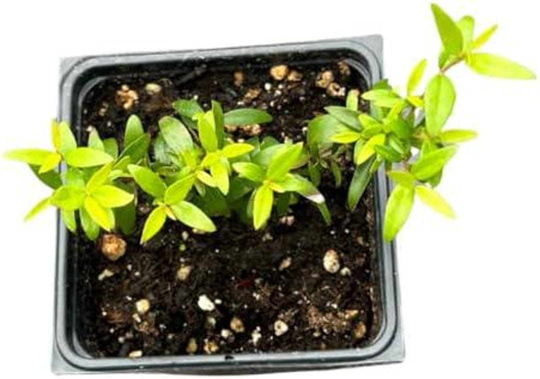 Organic Green Myrtle (myrtus Communis) in 2.5-inch Pot by Smoke Camp ...