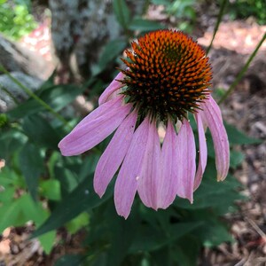 Pollinator Seed Kit, 3,000 Seeds, Perennial Wildflower Seeds, Colorful ...