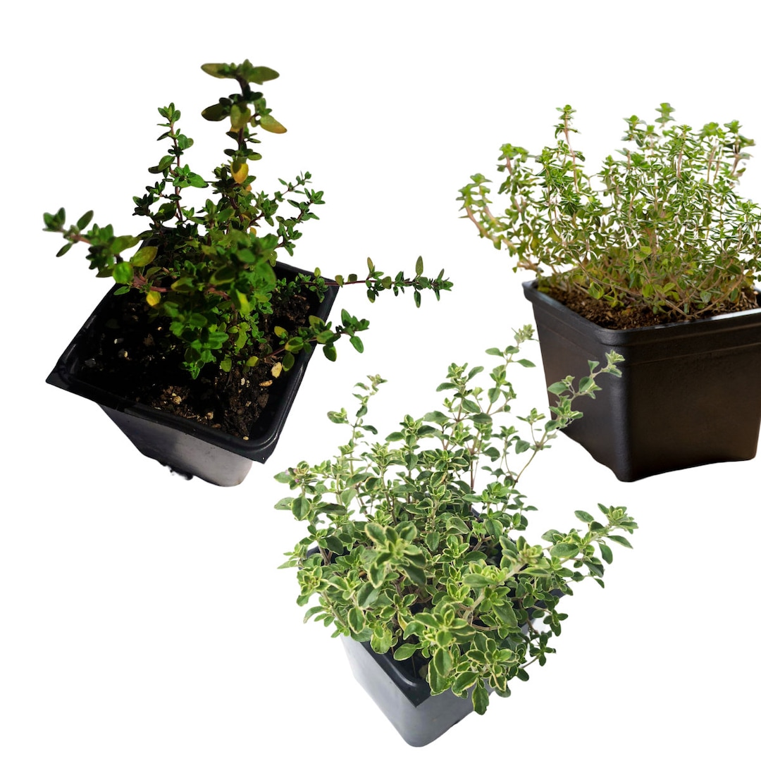 3-plant Pack - Organic Thyme Trio Plant Collection - English, Lemon ...