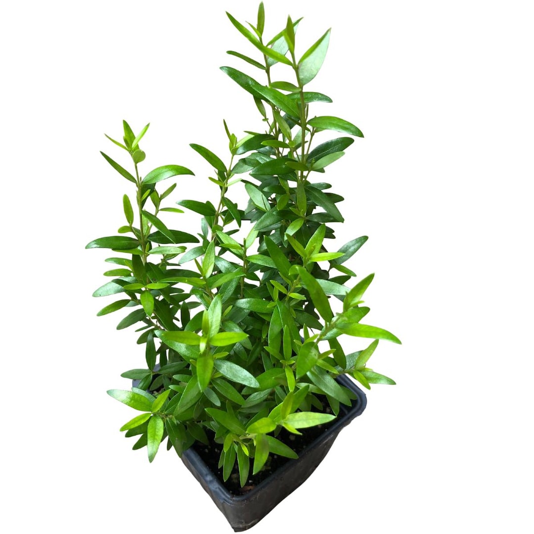 Organic Green Myrtle (myrtus Communis) in 2.5-inch Pot by Smoke Camp ...