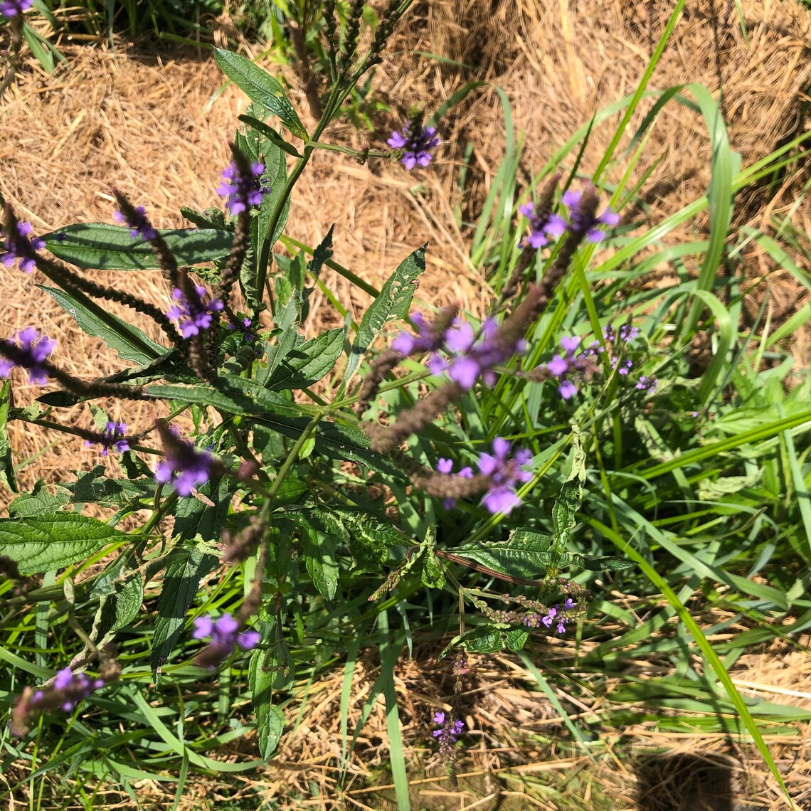 Organic Blue Vervain Seeds (verbena Hastata) 500 Seeds (0.5 Gram) by ...