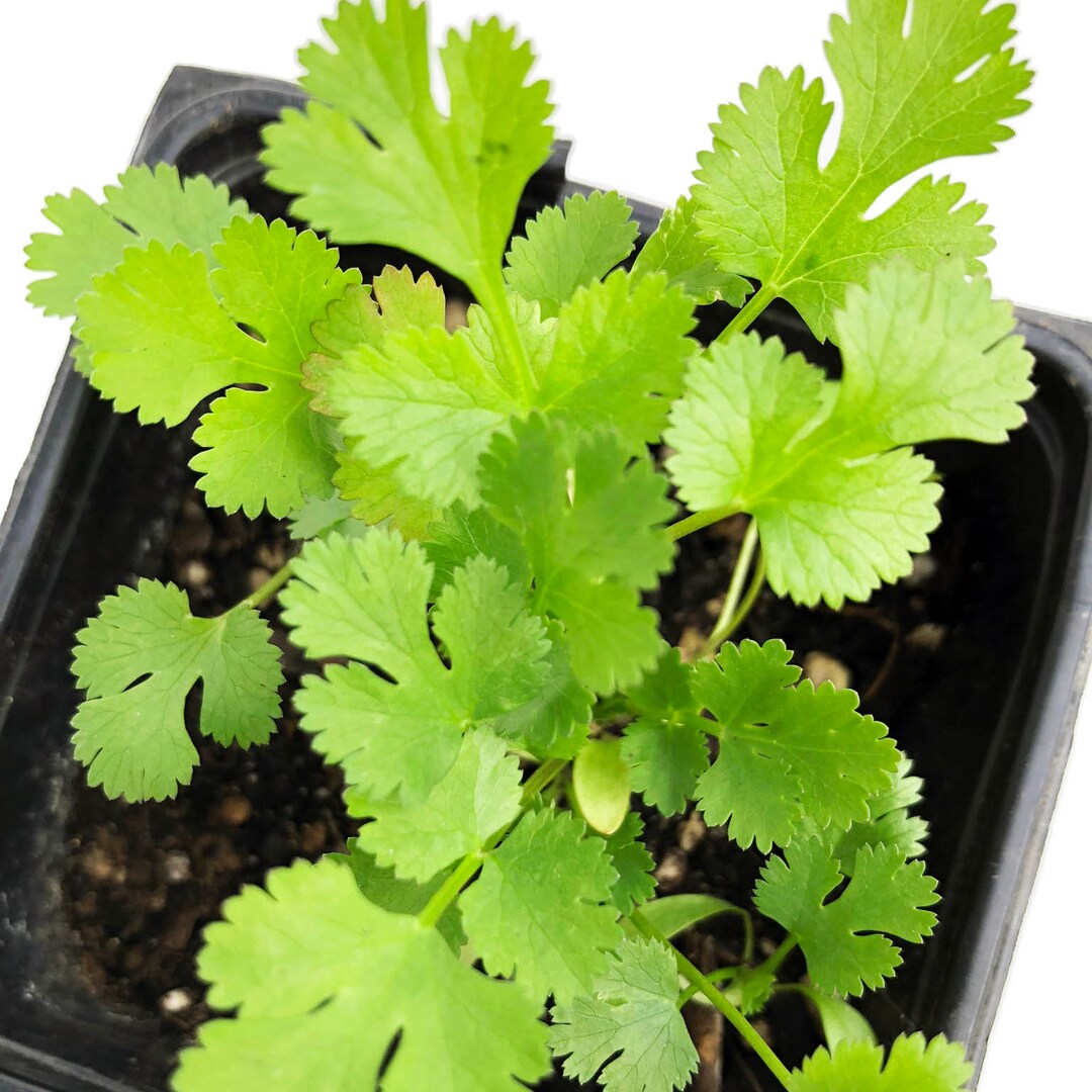 Organic Organic Cilantro Seeds (coriandrum Sativum) 100 Seeds (1 Grams ...