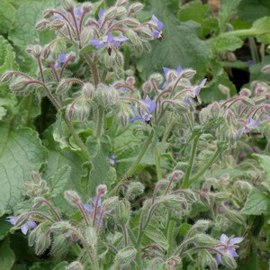 Borage Seeds (borago Officinalis) 500 Seeds (8 Grams) - Easy-to-grow ...