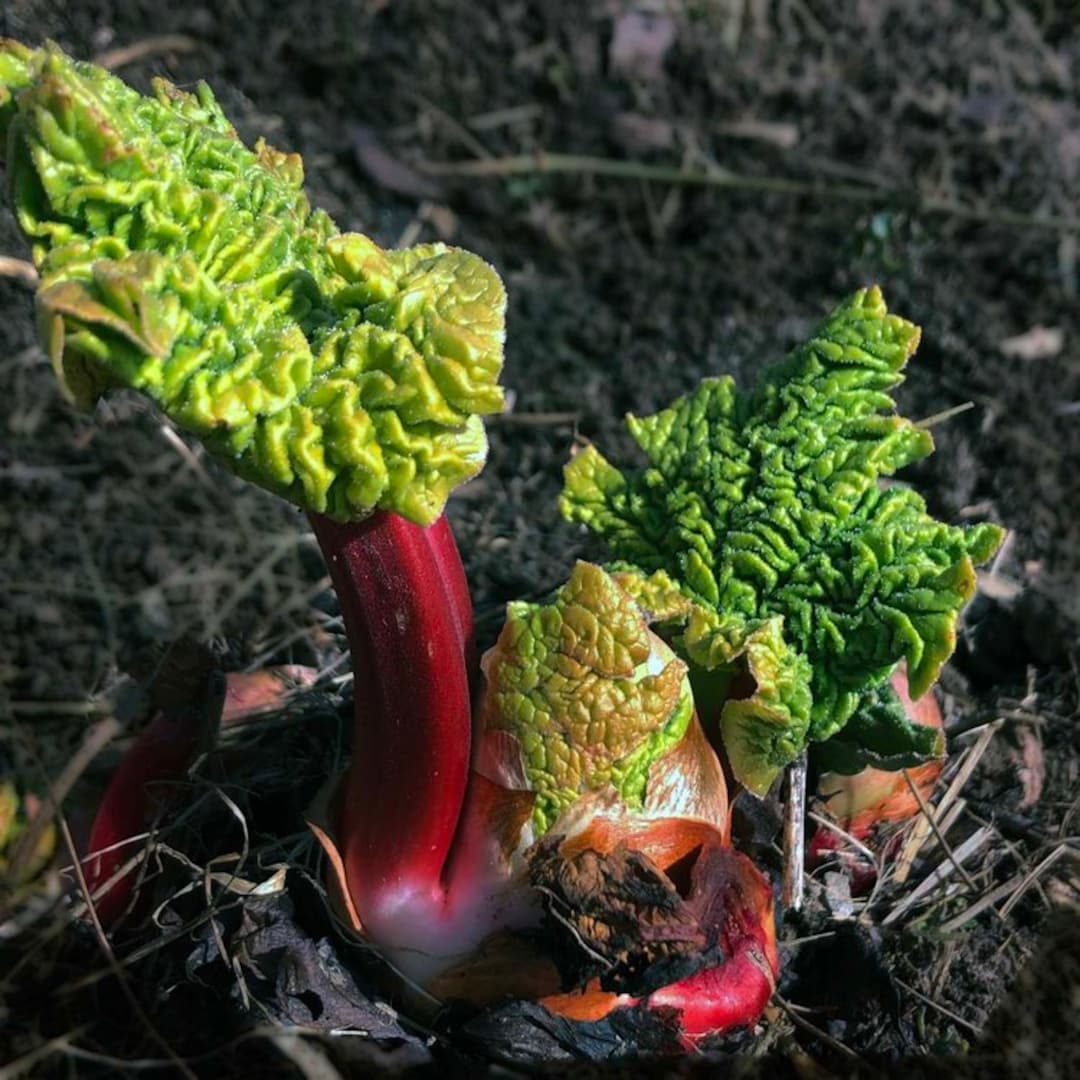 Organic Rhubarb, Victoria Seeds (rheum Rhabarbarum) 25 Seeds (0.5 Grams ...