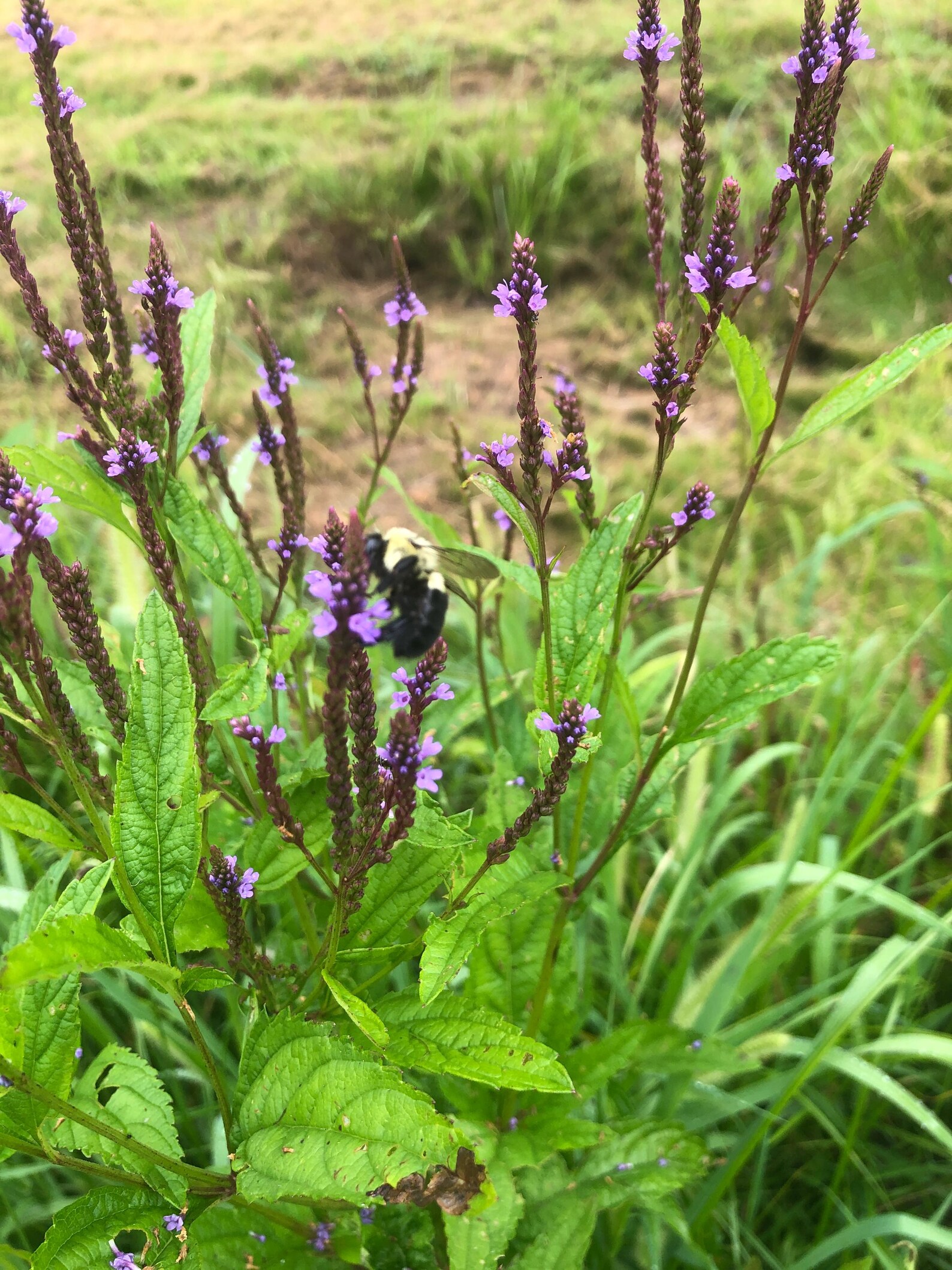 Organic Blue Vervain Seeds (verbena Hastata) 500 Seeds (0.5 Gram) by ...