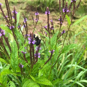 Organic Blue Vervain Seeds (verbena Hastata) 500 Seeds (0.5 Grams ...