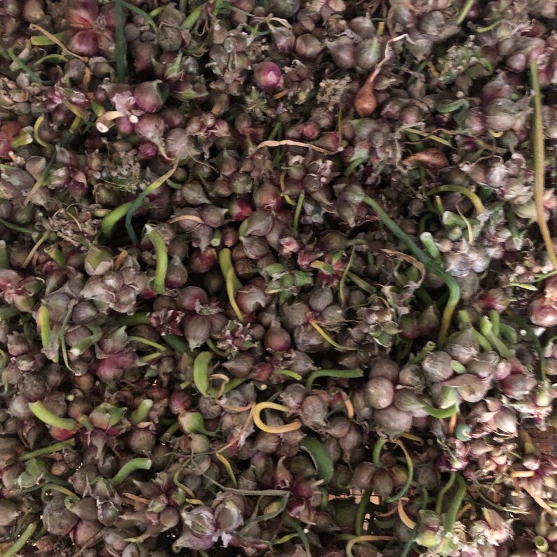 Egyptian Walking Onion Allium X Wakegi Bulbils - Etsy