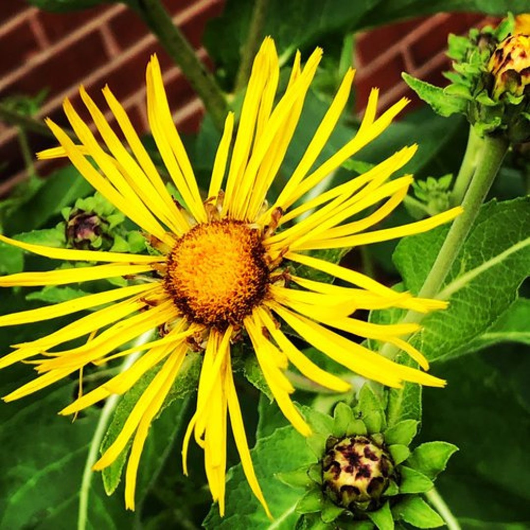 ORGANIC Elecampane Plant, (inula Helenium) 2.5-inch Pot by Smoke Camp ...