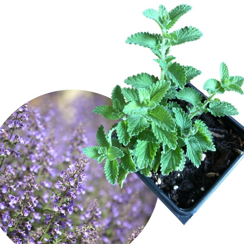 Catmint Plant - Etsy
