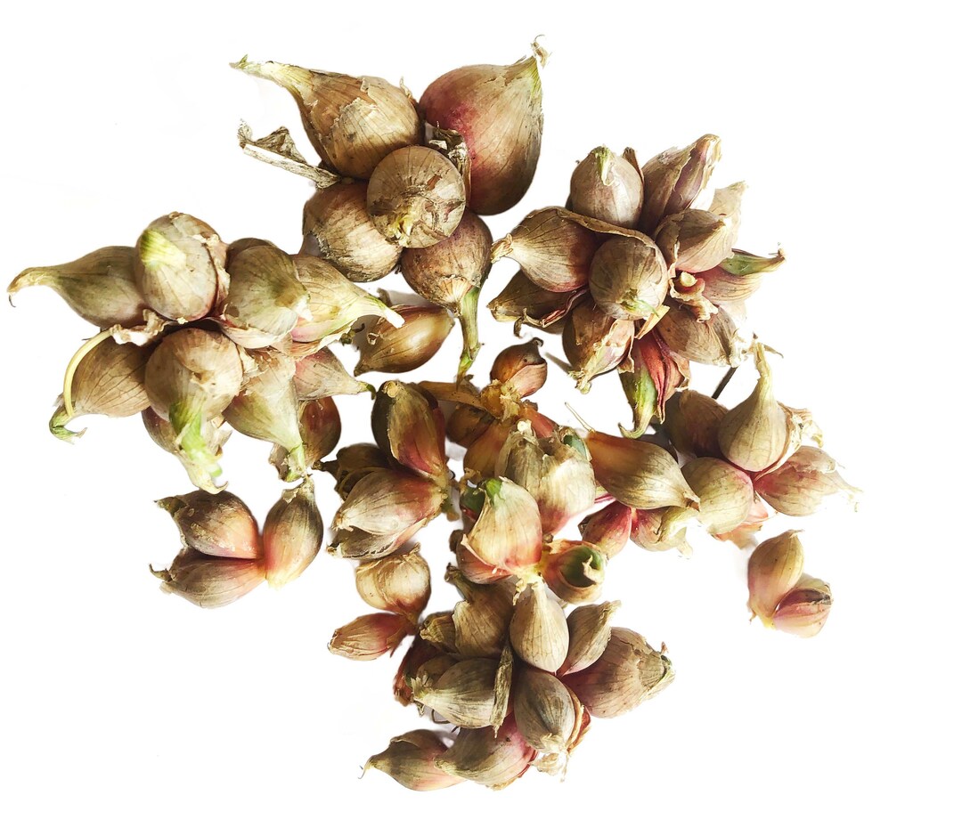 Egyptian Walking Onion Allium X Wakegi Bulbils 4 Oz approximately 25 ...