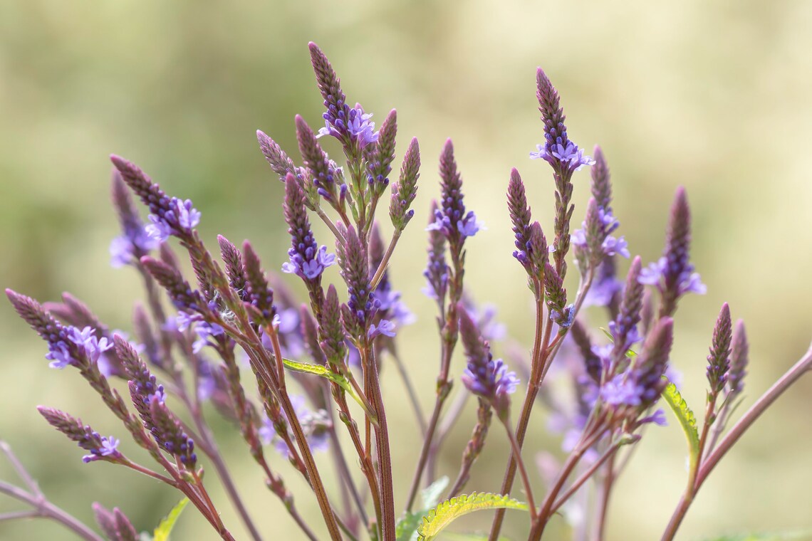 Organic Blue Vervain Seeds (verbena Hastata) 500 Seeds (0.5 Gram) by ...