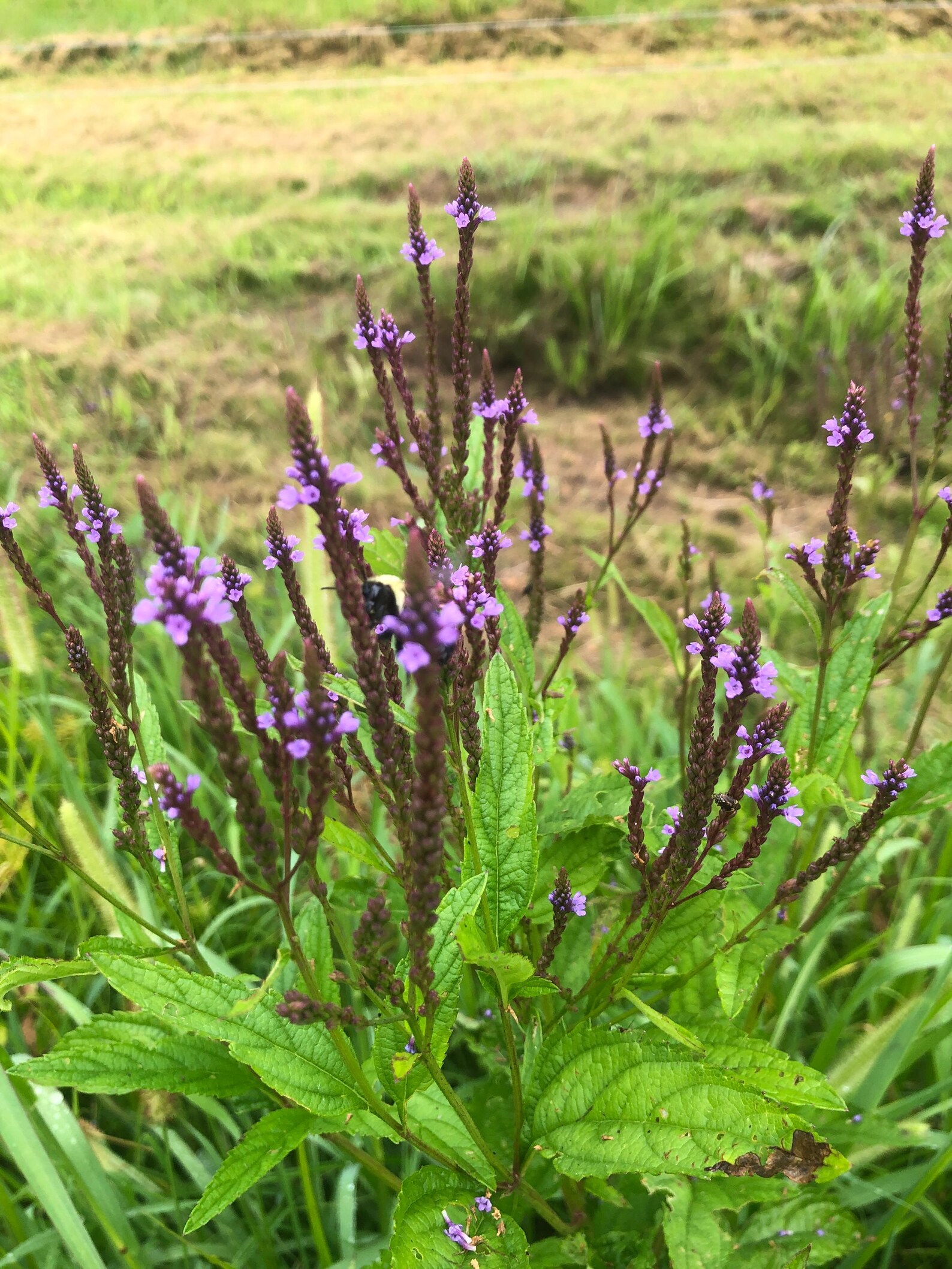 Organic Blue Vervain Seeds (verbena Hastata) 500 Seeds (0.5 Gram) by ...