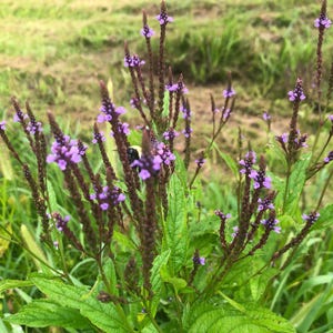 Organic Blue Vervain Seeds verbena Hastata 500 Seeds 0.5 Grams Native ...