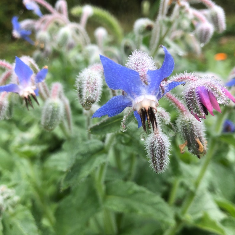 Borage Seeds (borago Officinalis) 500 Seeds (8 Grams) - Easy-to-grow ...