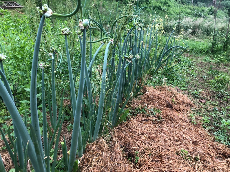 Egyptian Walking Onion Allium X Wakegi Bulbils - Etsy