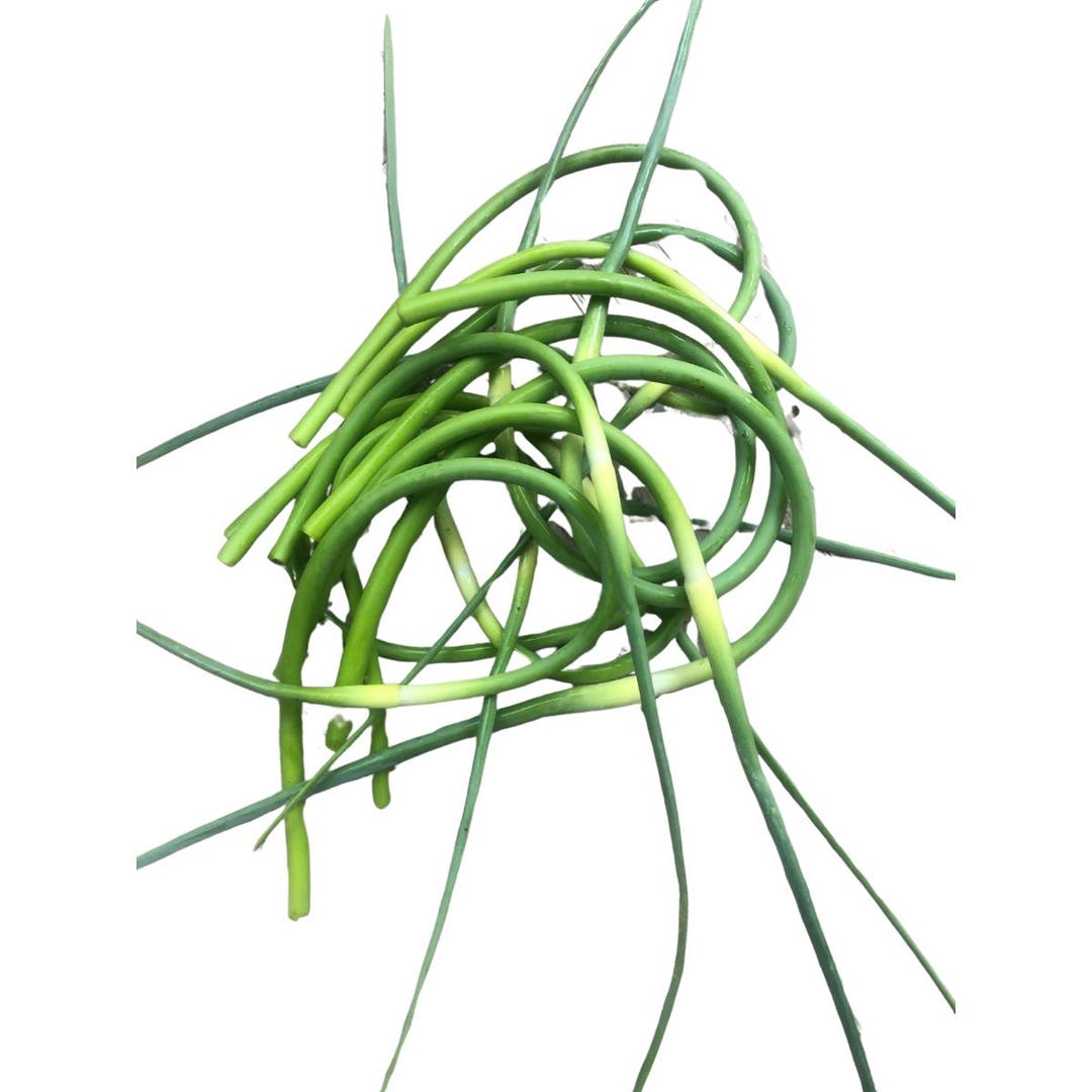 Fresh Garlic Scapes, One Bunch by Smoke Camp Crafts - Etsy