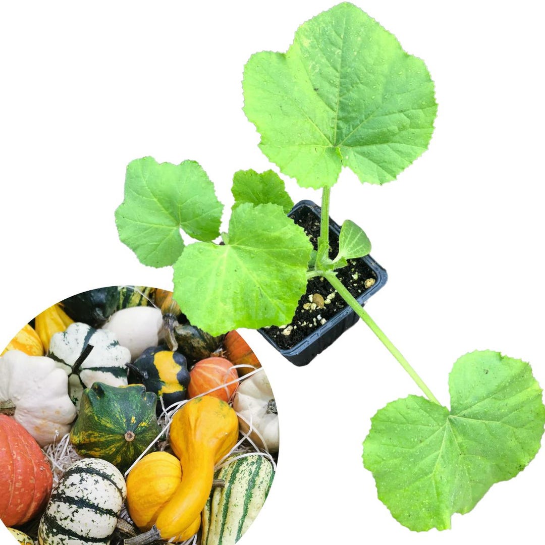 Smoke Camp Crafts Small Gourd Mix (cucurbita Pepo) Plant in 2.5-inch ...