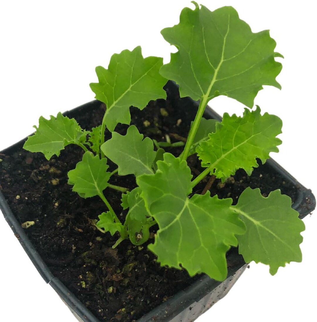 Organic Dwarf Blue Curled Kale (brassica Oleracea) Live Plant in 2.5 ...