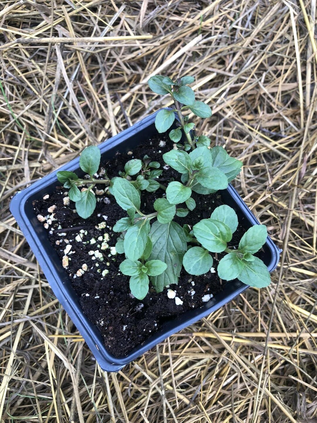 Organic Peppermint Plant (mentha Piperita) in 2.5-inch Pot by Smoke ...