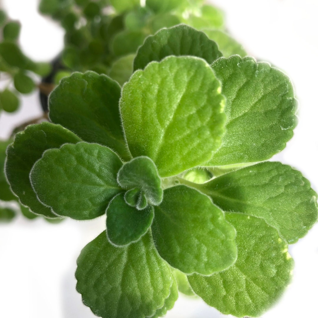 ORGANIC Vicks Plant plectranthus Tomentosa 2.5-inch Pot - Etsy