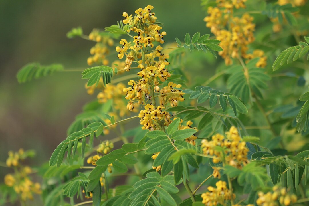 Organic Smoke Camp Crafts Organic Wild Senna Seeds (10 G, 200 Seeds ...