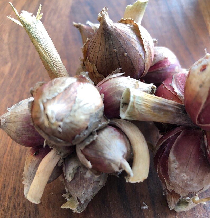 Egyptian Walking Onion Allium X Wakegi Bulbils - Etsy