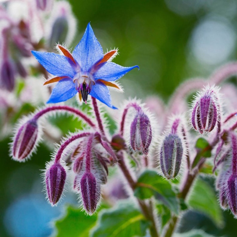 Borage Seeds (borago Officinalis) 500 Seeds (8 Grams) - Easy-to-grow ...