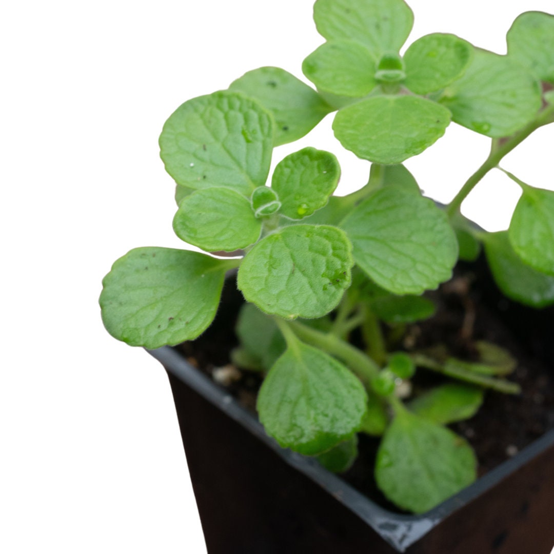 Organic Vicks Plant (plectranthus Tomentosa) in 2.5-inch Pot by Smoke ...