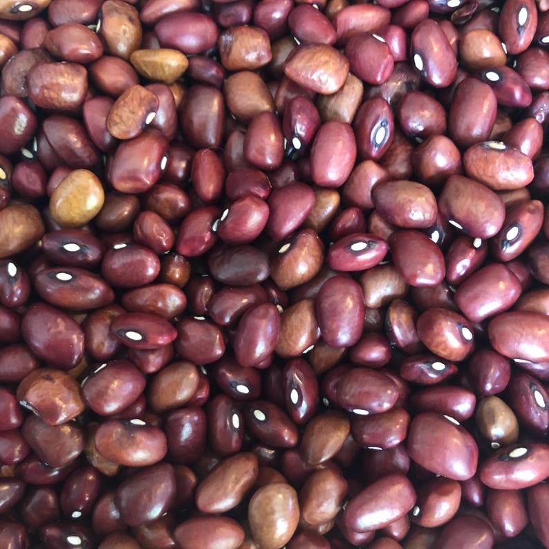 Organic Bean, Little Red Cut Short (phaseolus Vulgaris) 100 Seeds ...