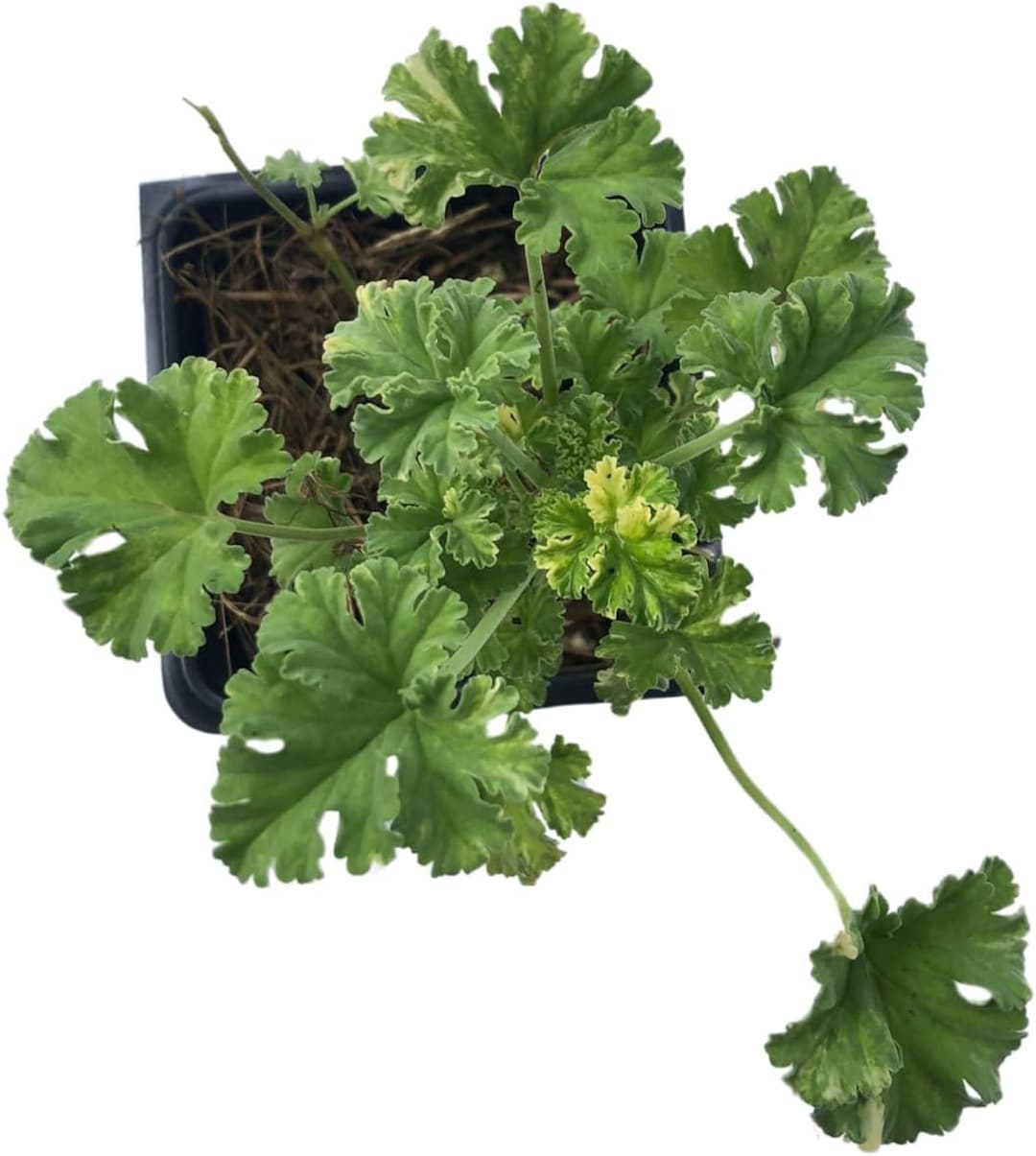 Nutmeg Scented Geranium (pelargonium X Fragrans) 'snowy Nutmeg' Live ...