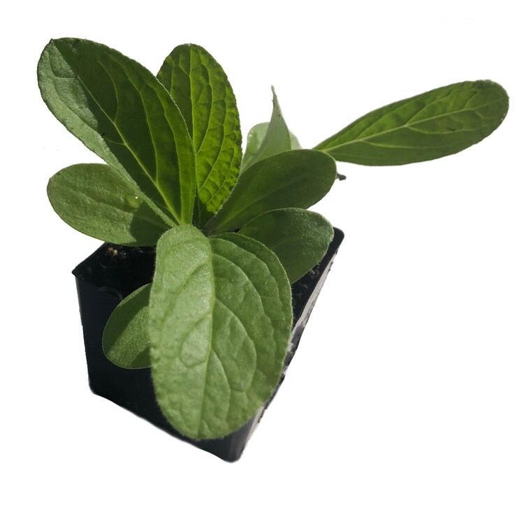 Borage Seeds (borago Officinalis) 500 Seeds (8 Grams) - Easy-to-grow ...